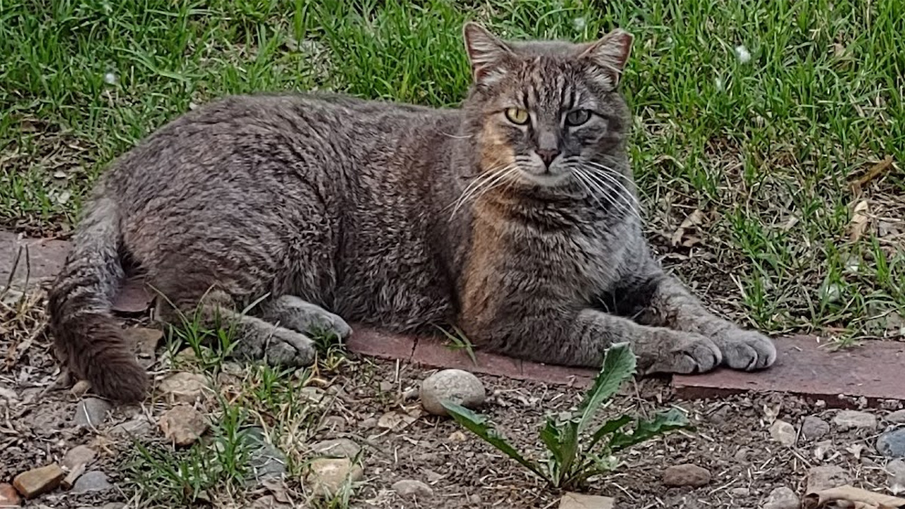 Backyard Cat Intermission - Tales of the Aggronaut