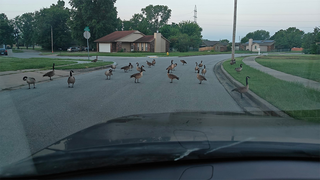 Of Geese, Cameras, Wolves, and Whirlwind - Tales of the Aggronaut